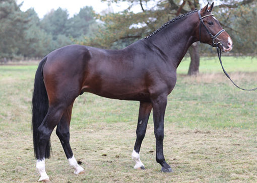 State Stud Celle - International Horse Breeders
