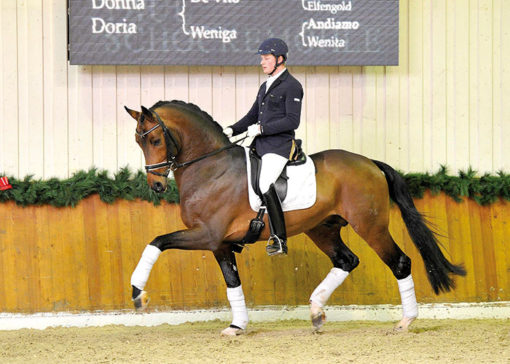 Deckstation Paul Schockemohle | International Horse Breeders