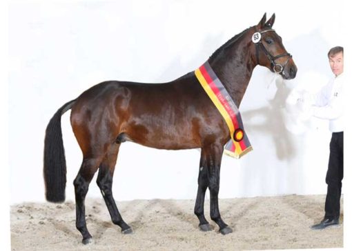 Grand Passion Deckstation Paul | International Horse Breeders