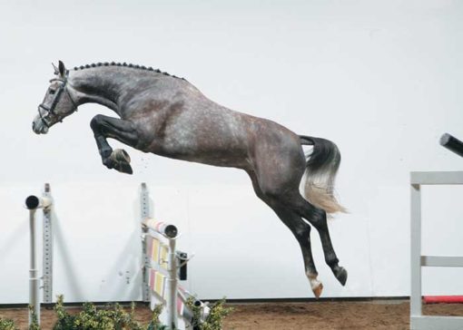 Deckstation Paul Schockemohle | International Horse Breeders