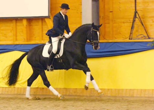 Don Ricoss warmblood stallion International Horse Breeders