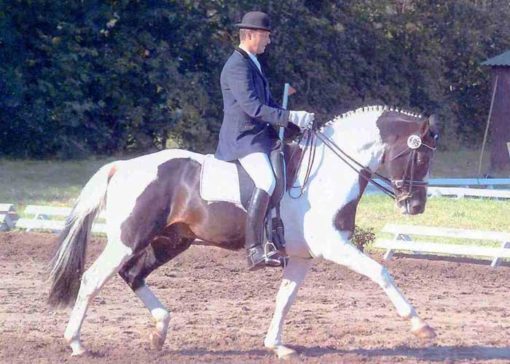 Sambertino warmblood stallion International Horse Breeders