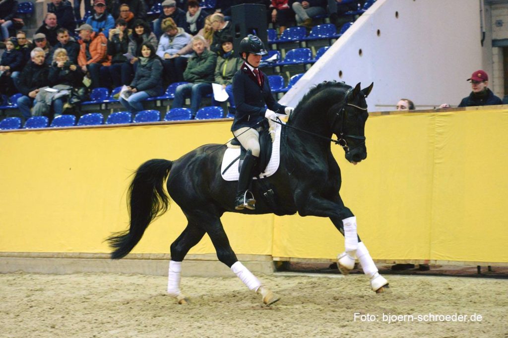 Warmblood - International Horse Breeders