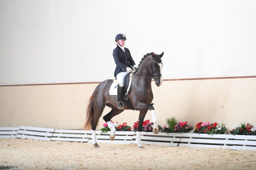 Sezuan's Donnerhall | International Horse Breeders