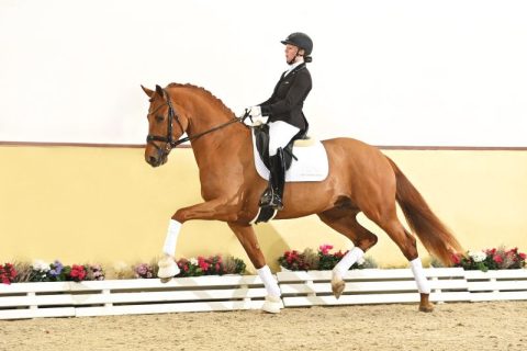 All Star | Deckstation Paul Schockemohle | International Horse Breeders